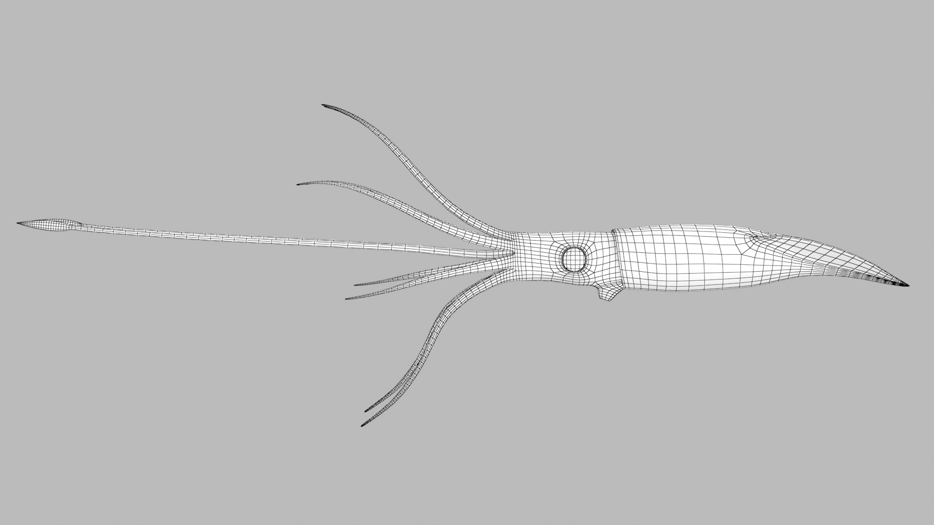 Giant squid 3D model - TurboSquid 1435657