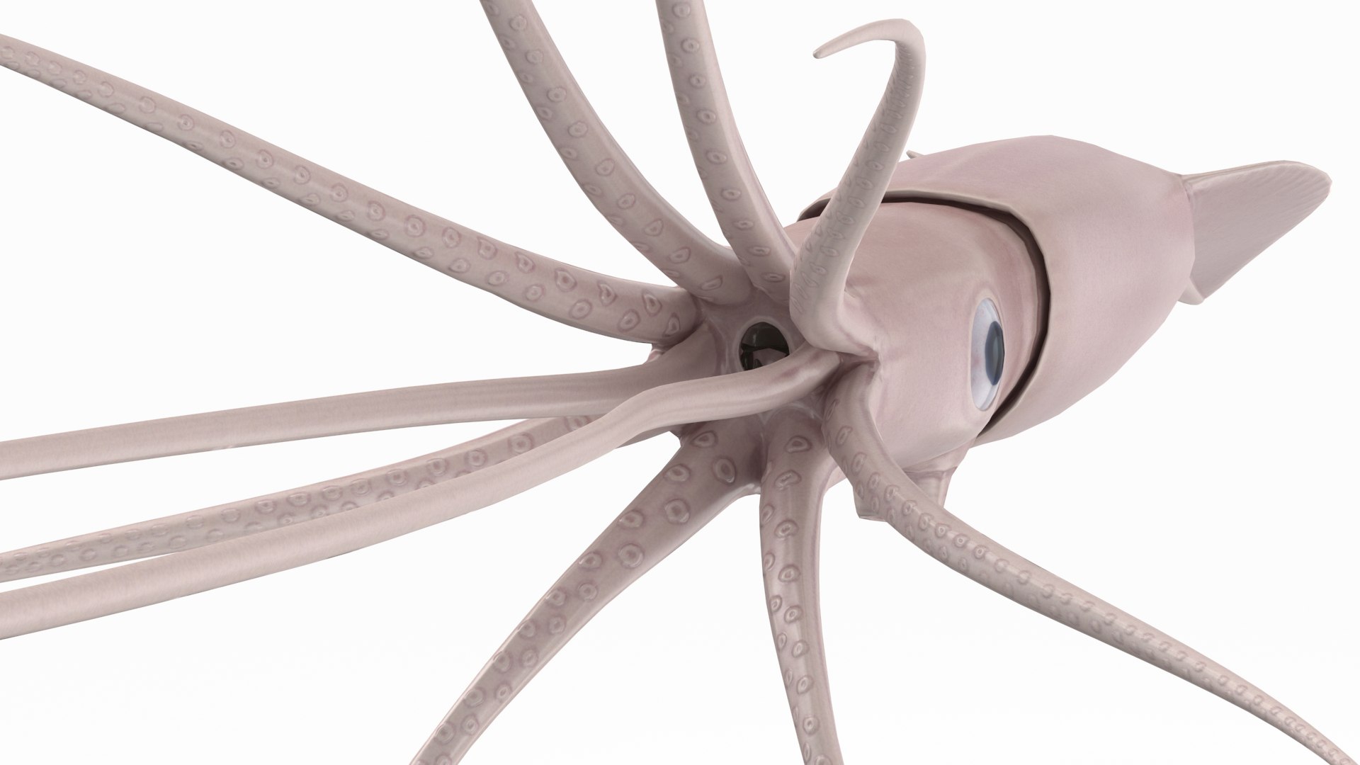 Giant squid 3D model - TurboSquid 1435657