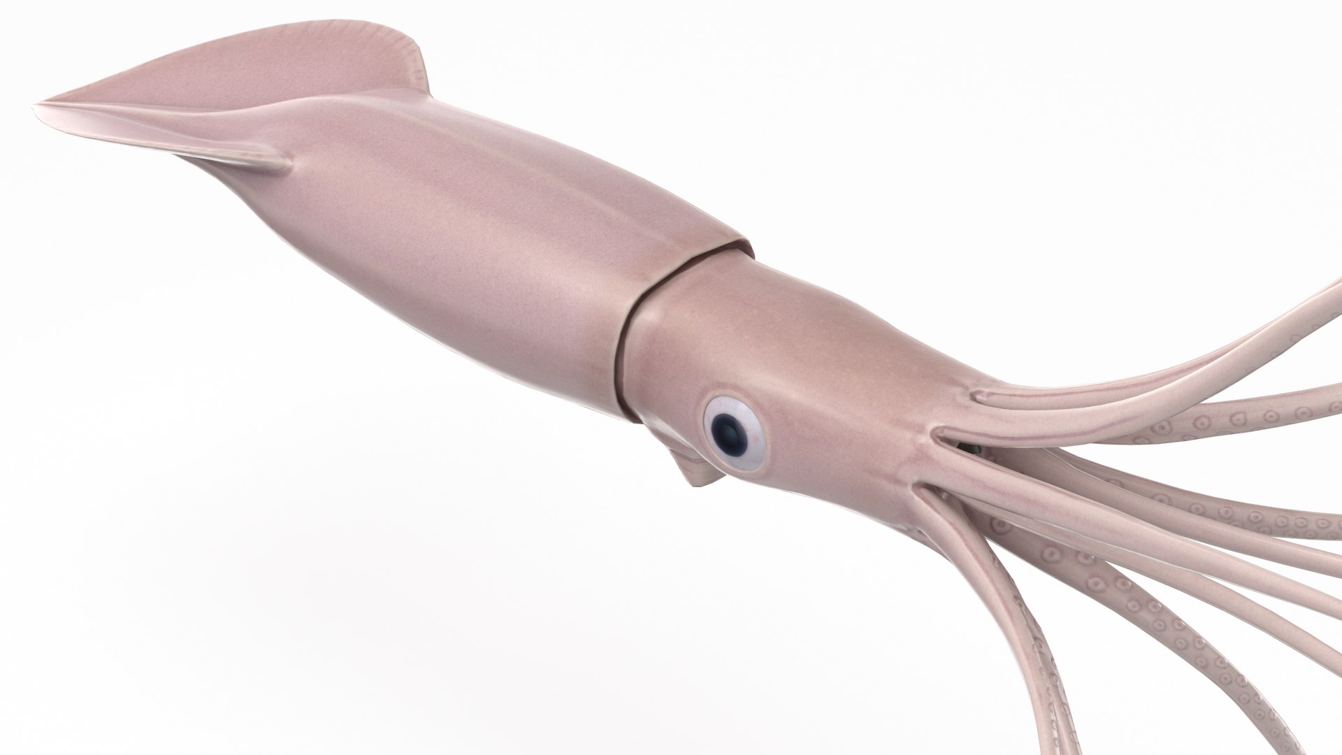 Giant squid 3D model - TurboSquid 1435657