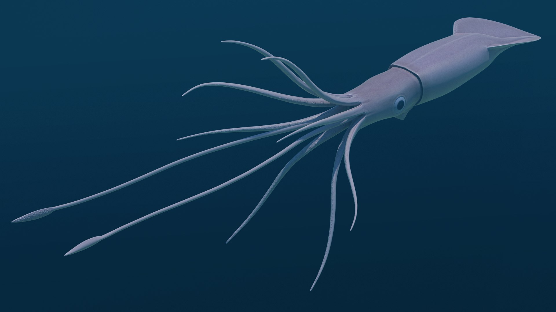 Giant squid 3D model - TurboSquid 1435657