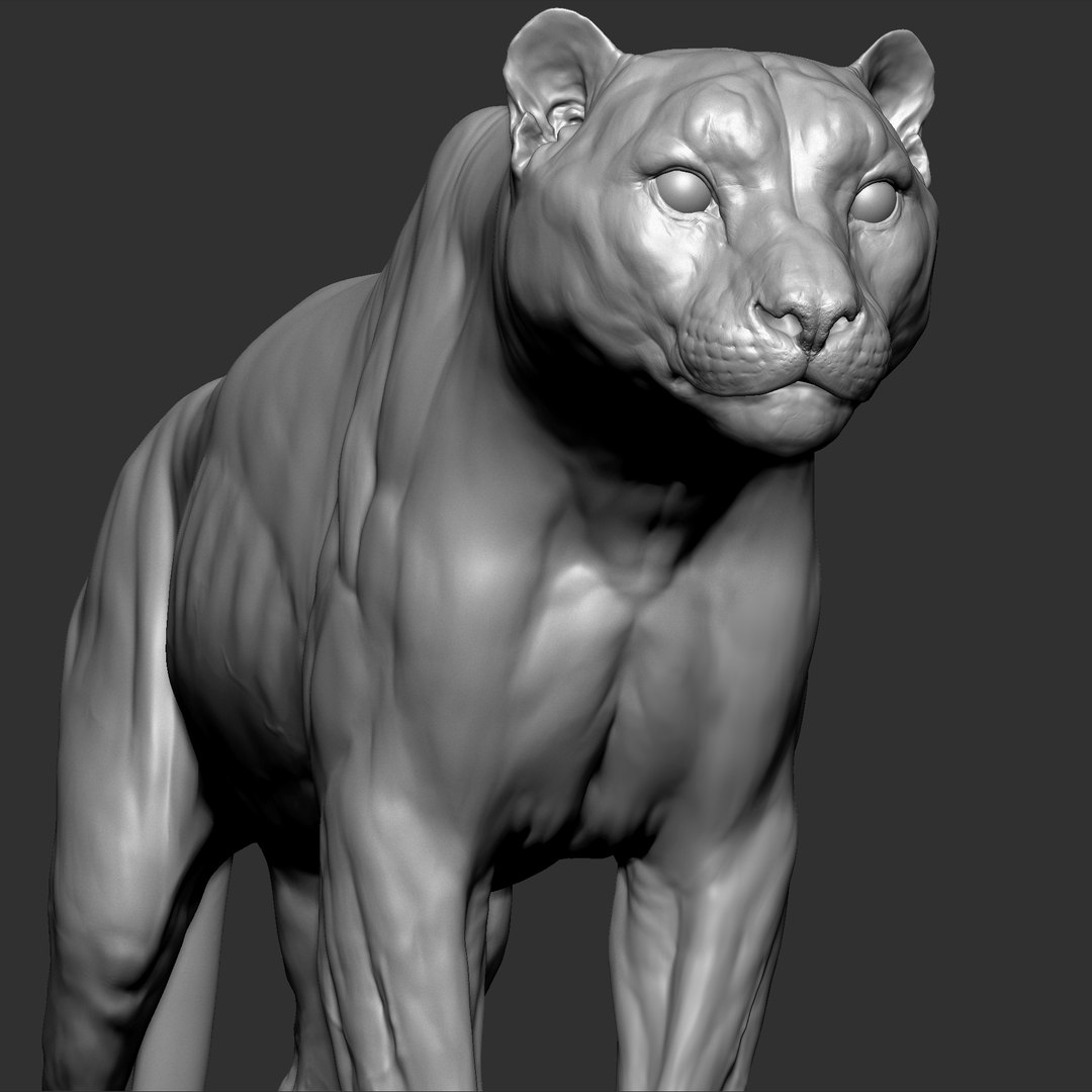 Snow Leopard Panthera Uncia Model - TurboSquid 1536242