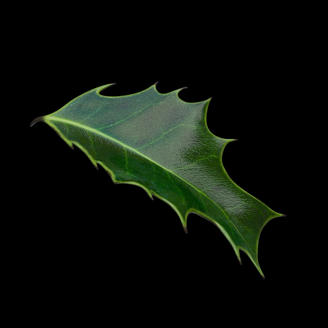Max Holly Leaf