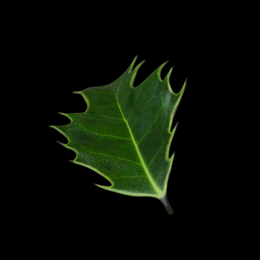 Max Holly Leaf