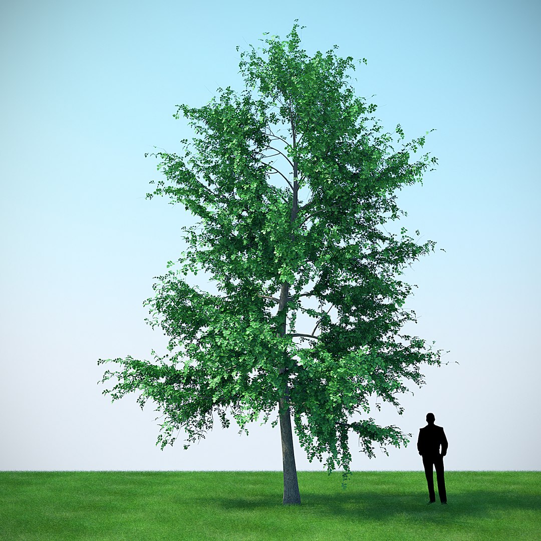 3D Mountain Maple - 960cm - TurboSquid 1203530