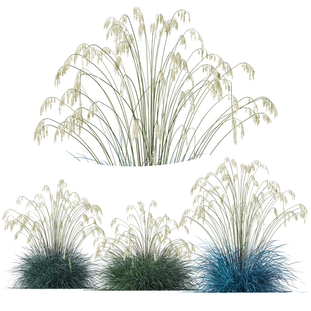 HQ Plants Helictotrichon Sempervirens Pendula Avoine Blue Version03 3D ...