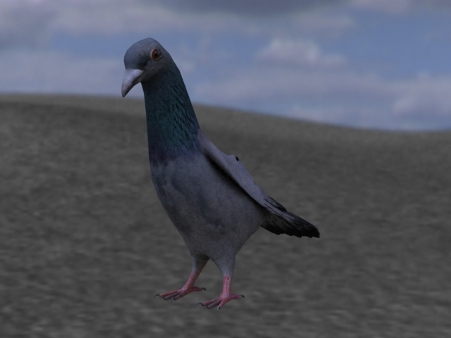 Pigeon Rigged Flight 3d Model