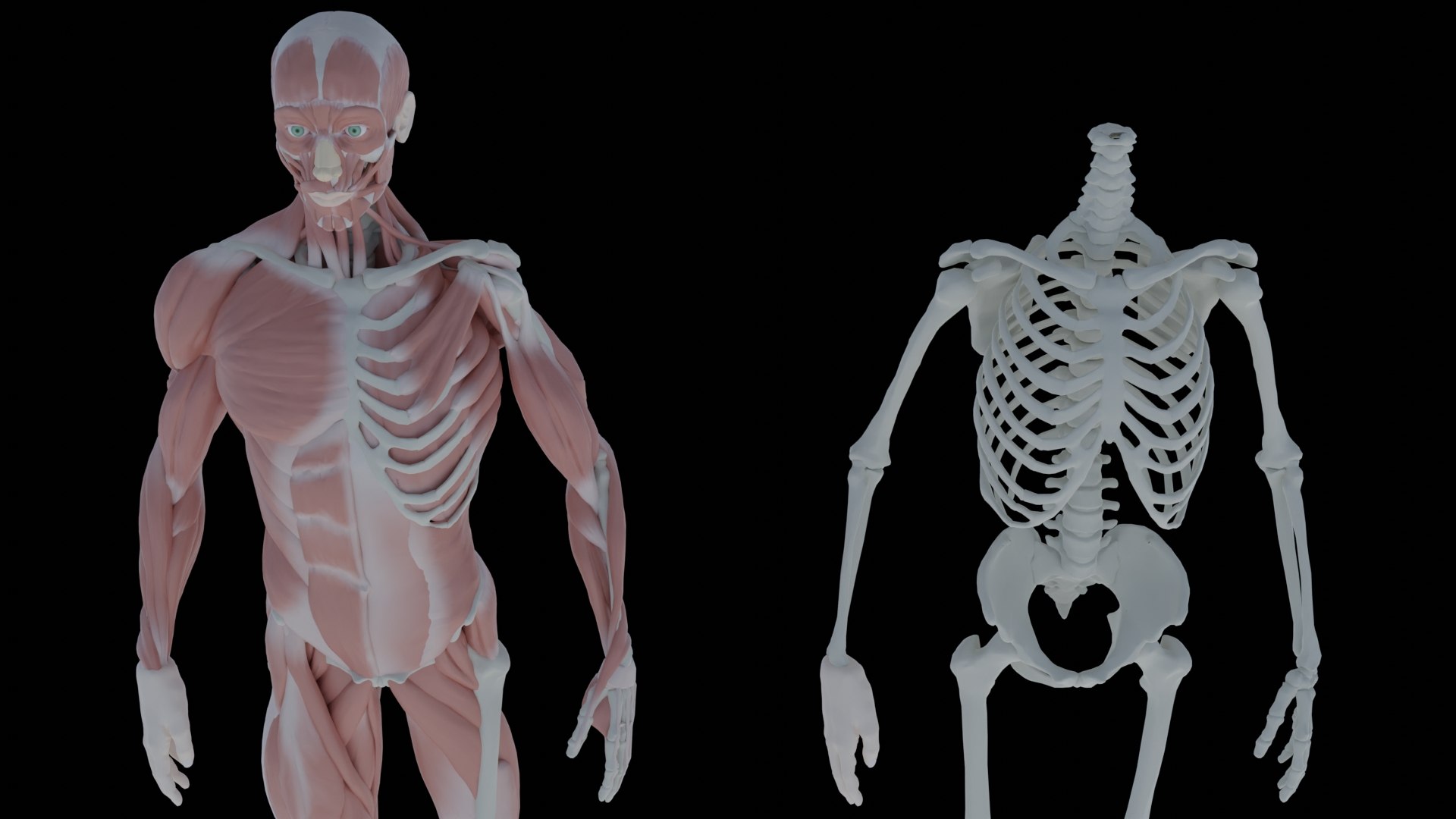 ANATOMY OF HUMAN BODY 3D model - TurboSquid 2174439