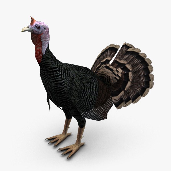 3D Turkey Models | TurboSquid