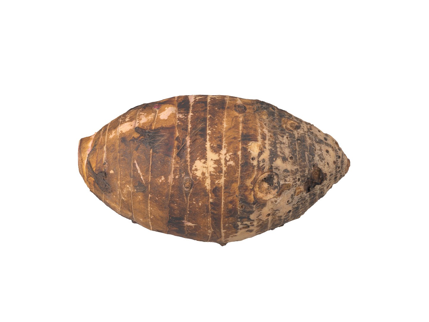 Photorealistic Scanned Taro 3D Model - TurboSquid 1431352