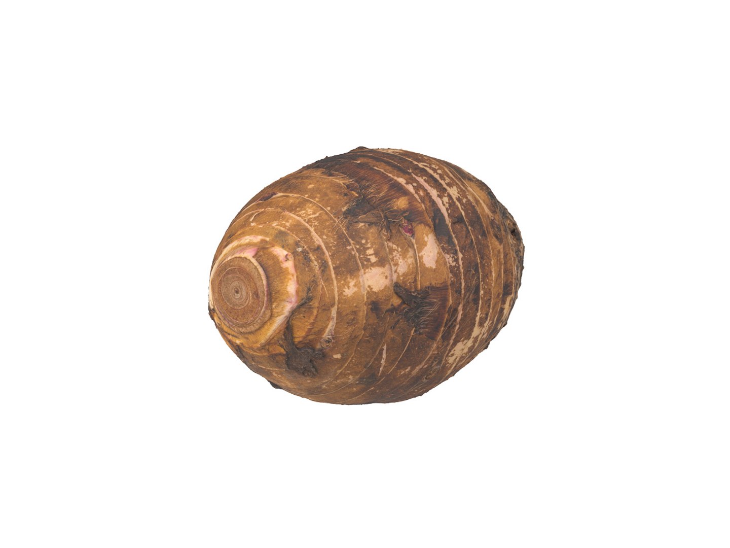 Photorealistic Scanned Taro 3D Model - TurboSquid 1431352