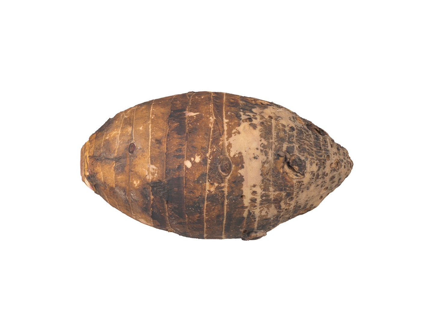 Photorealistic Scanned Taro 3D Model - TurboSquid 1431352