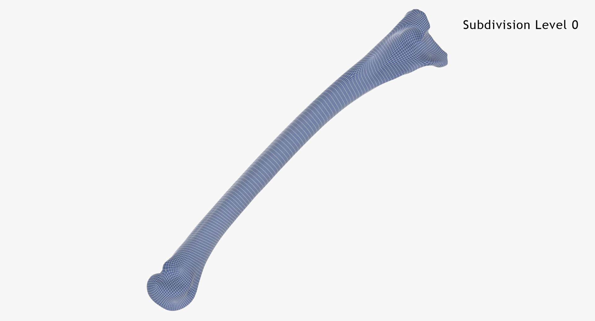 3D Domestic Cat Metacarpal Phalanx Bone 01 model - TurboSquid 1971355