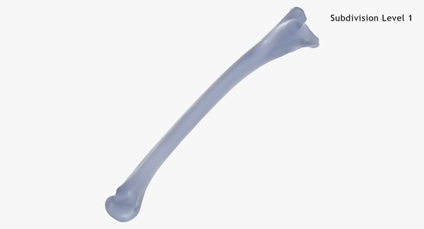 3D Domestic Cat Metacarpal Phalanx Bone 01 model - TurboSquid 1971355