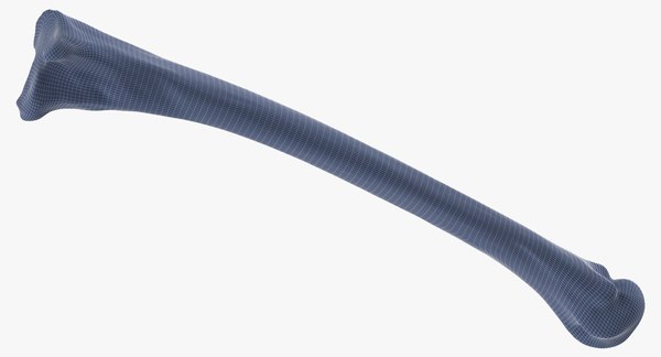 3D Domestic Cat Metacarpal Phalanx Bone 01 model - TurboSquid 1971355