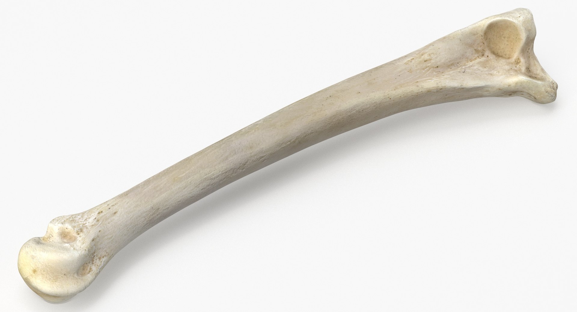 3D Domestic Cat Metacarpal Phalanx Bone 01(1) Model - TurboSquid 1971355
