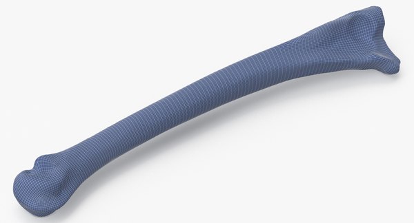 3D Domestic Cat Metacarpal Phalanx Bone 01 model - TurboSquid 1971355