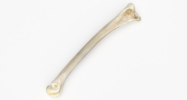 3D Domestic Cat Metacarpal Phalanx Bone 01(1) model - TurboSquid 1971355