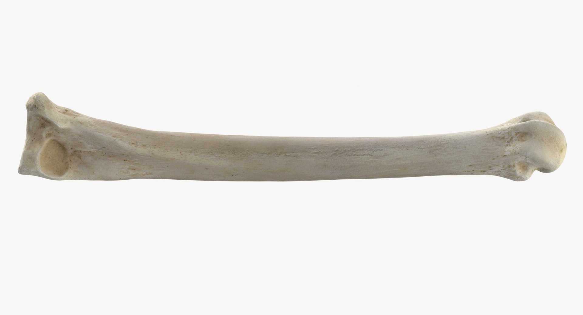 3D Domestic Cat Metacarpal Phalanx Bone 01(1) Model - TurboSquid 1971355