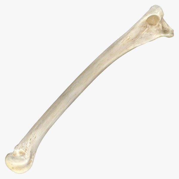 3D Domestic Cat Metacarpal Phalanx Bone 01 model - TurboSquid 1971355