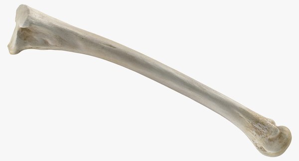 3D Domestic Cat Metacarpal Phalanx Bone 01 model - TurboSquid 1971355