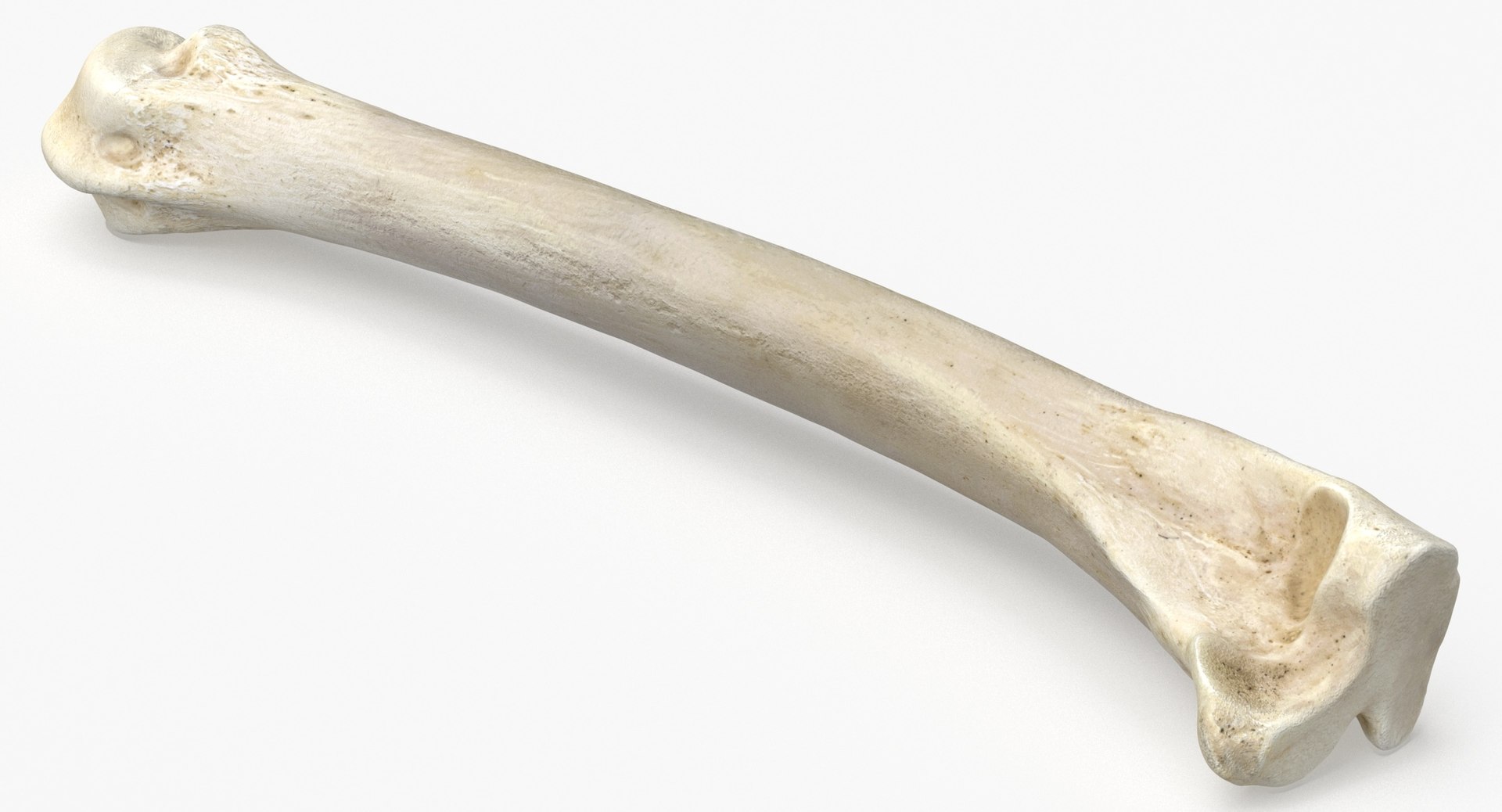 3D Domestic Cat Metacarpal Phalanx Bone 01(1) Model - TurboSquid 1971355