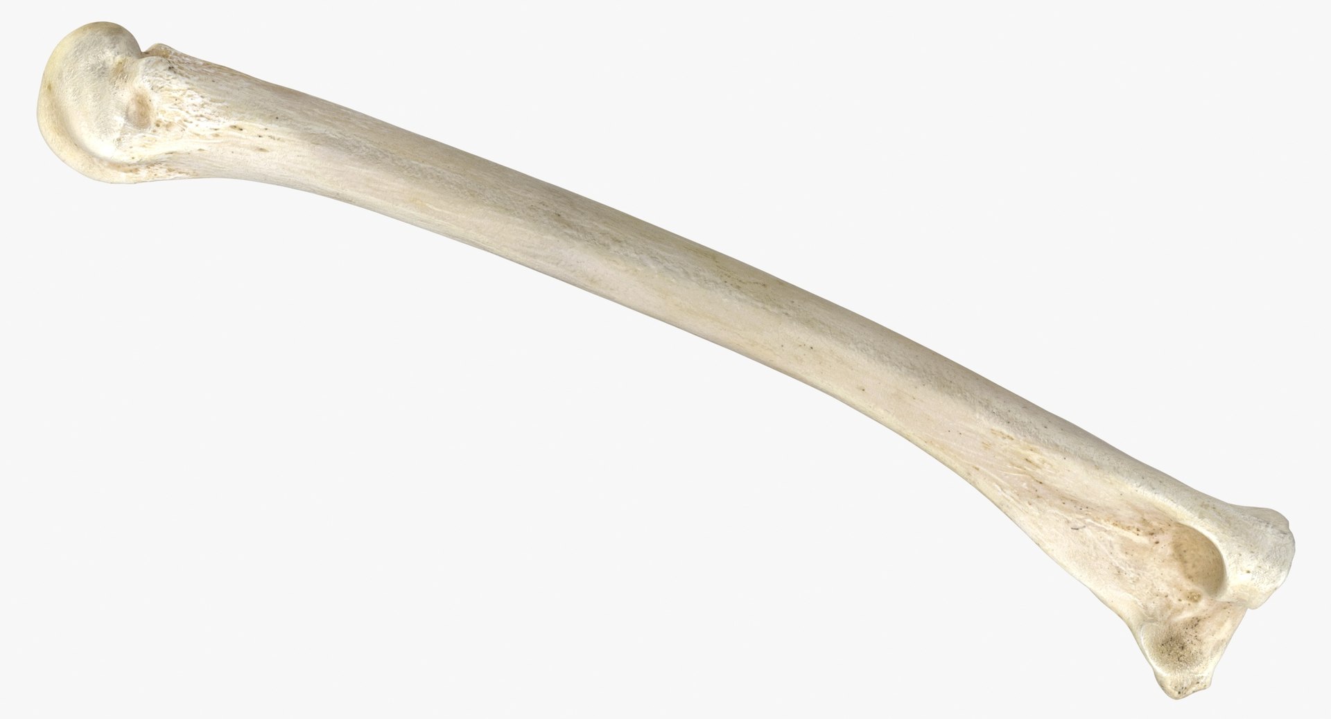 3D Domestic Cat Metacarpal Phalanx Bone 01(1) Model - TurboSquid 1971355