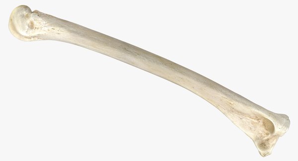 3D Domestic Cat Metacarpal Phalanx Bone 01 model - TurboSquid 1971355