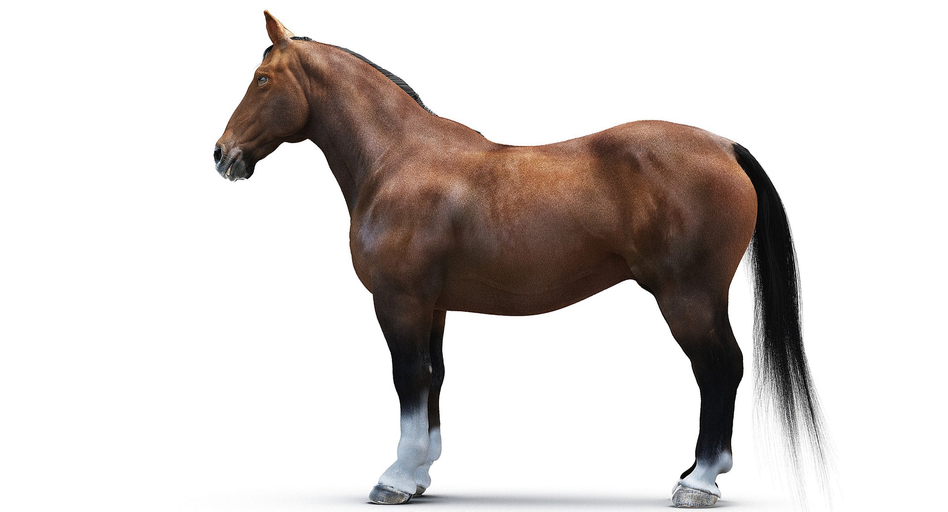 3d Model Horse Realistic Modeled