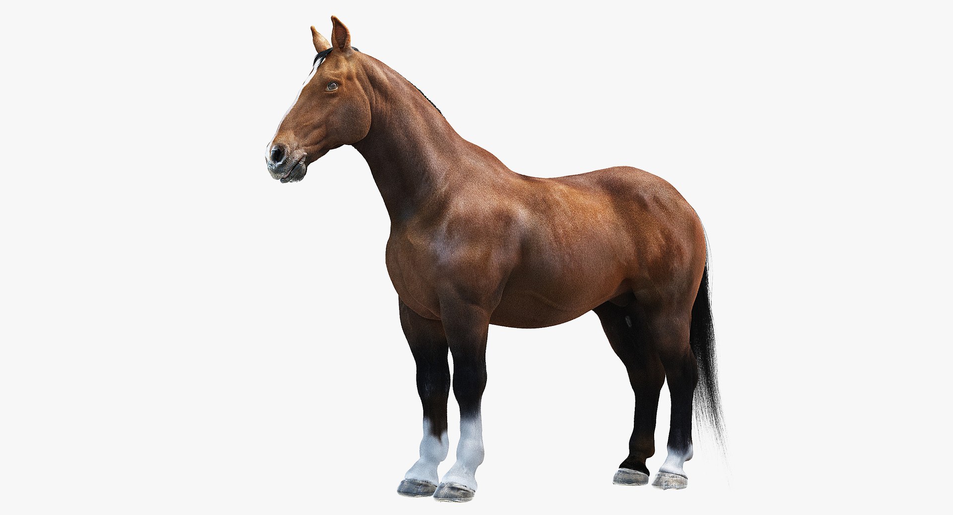 3d Model Horse Realistic Modeled