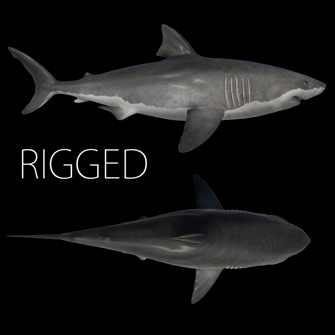 3d white shark rigged