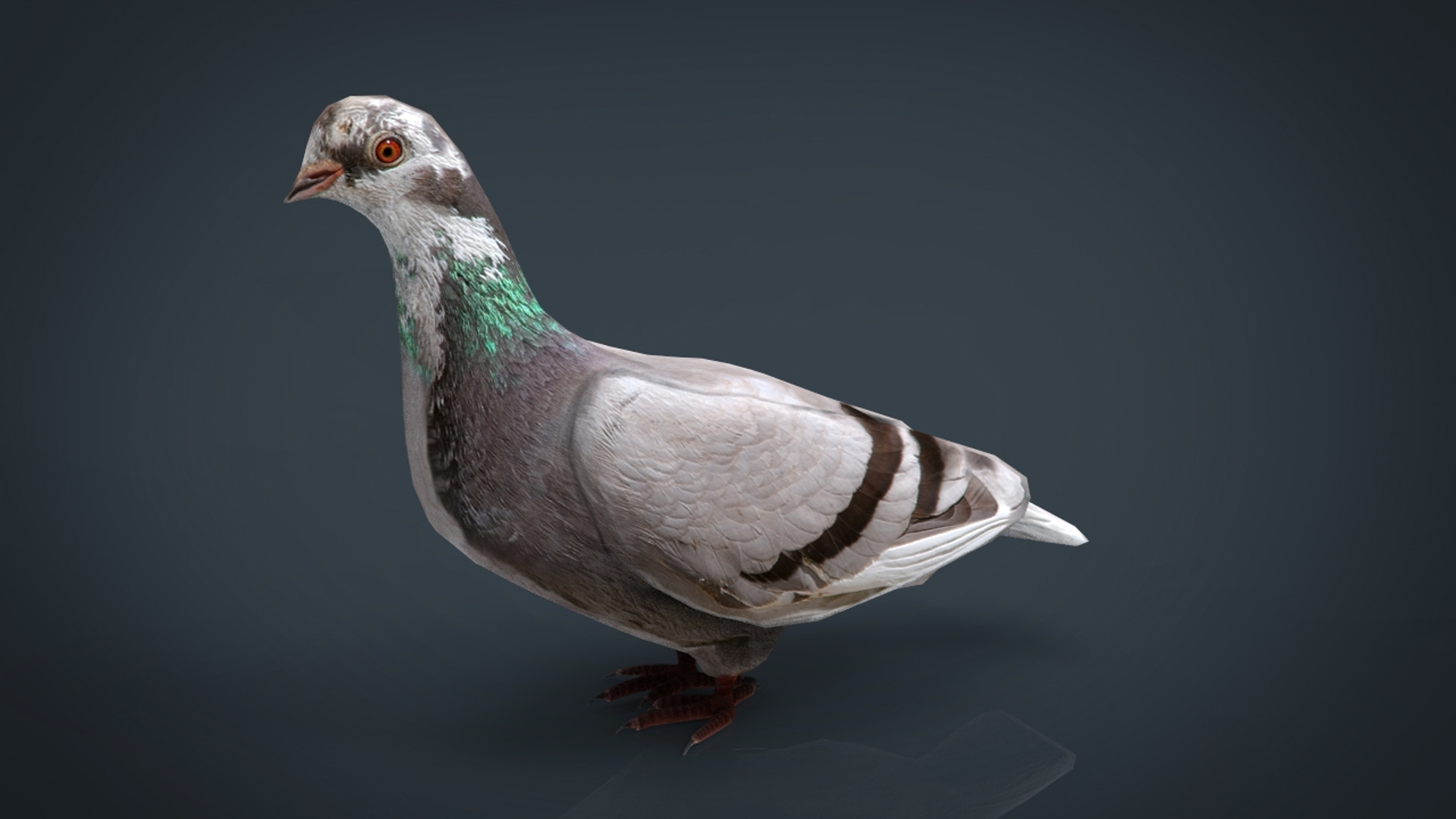 Dove Model - TurboSquid 1174564