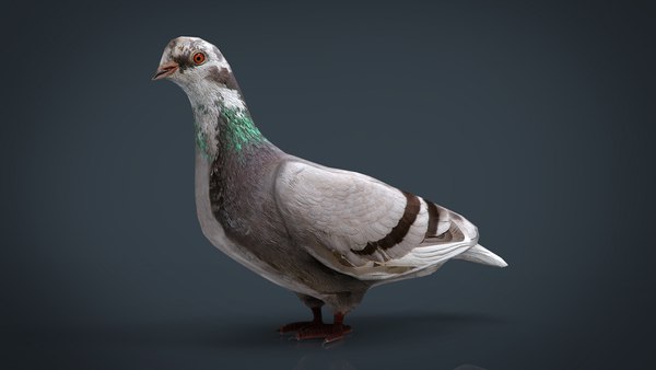 Dove model - TurboSquid 1174564