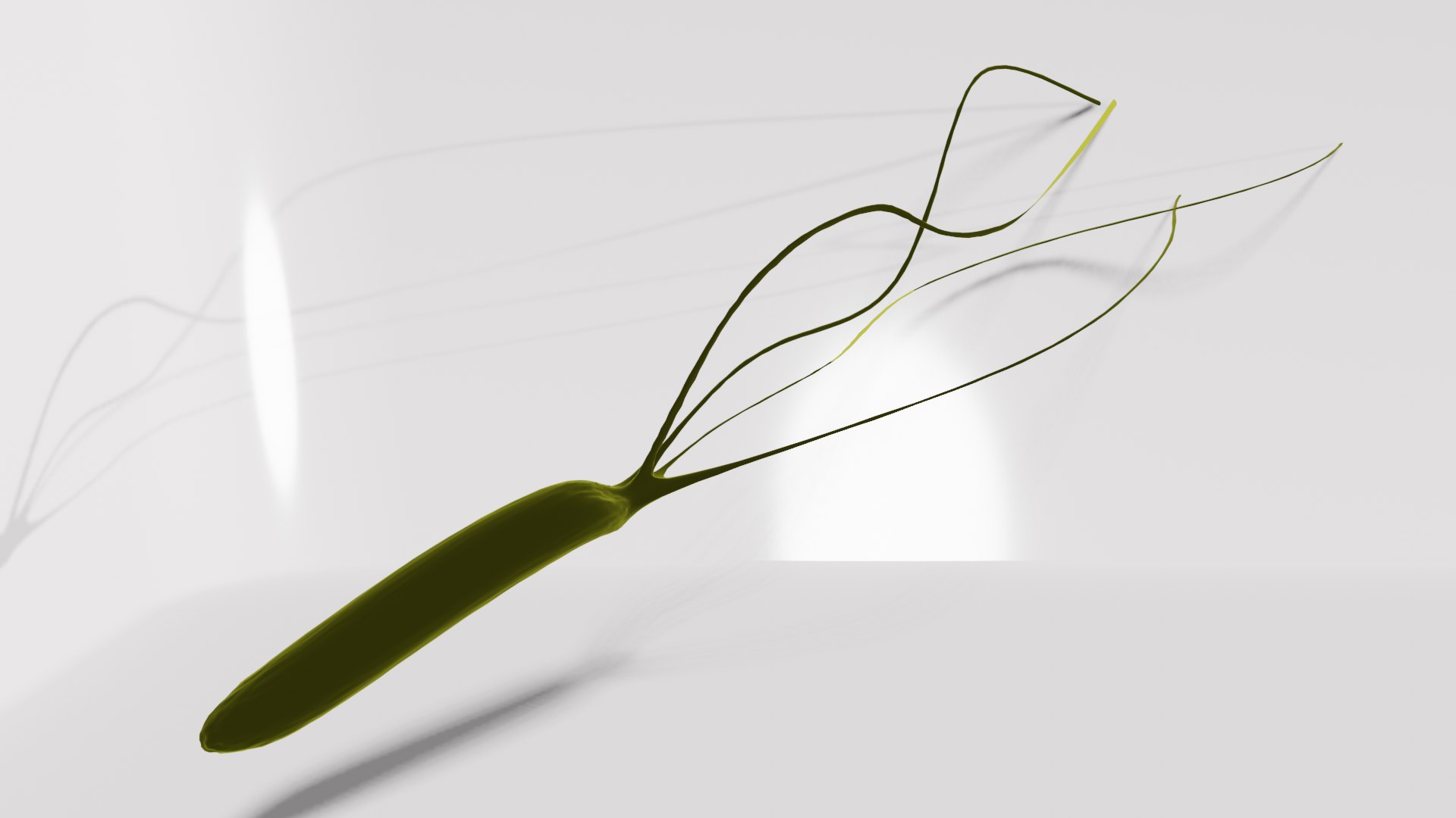 3D Bacteria H Model - TurboSquid 1831978