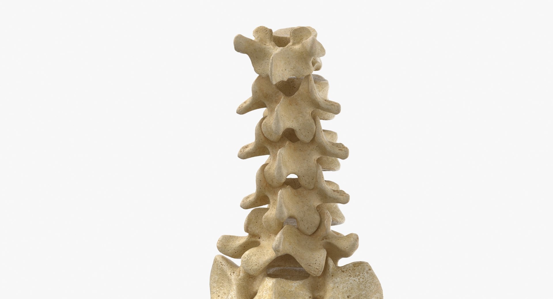 3D Human Lumbar and Sacrum Vertebrae L1 to S5 Bones Collection 02 - 2 models model - TurboSquid ...