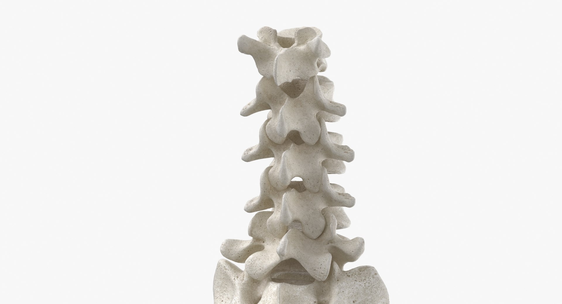 3D Human Lumbar and Sacrum Vertebrae L1 to S5 Bones Collection 02 - 2 ...