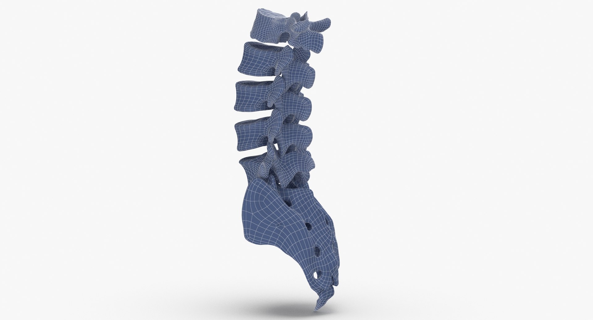 3D Human Lumbar and Sacrum Vertebrae L1 to S5 Bones Collection 02 - 2 ...