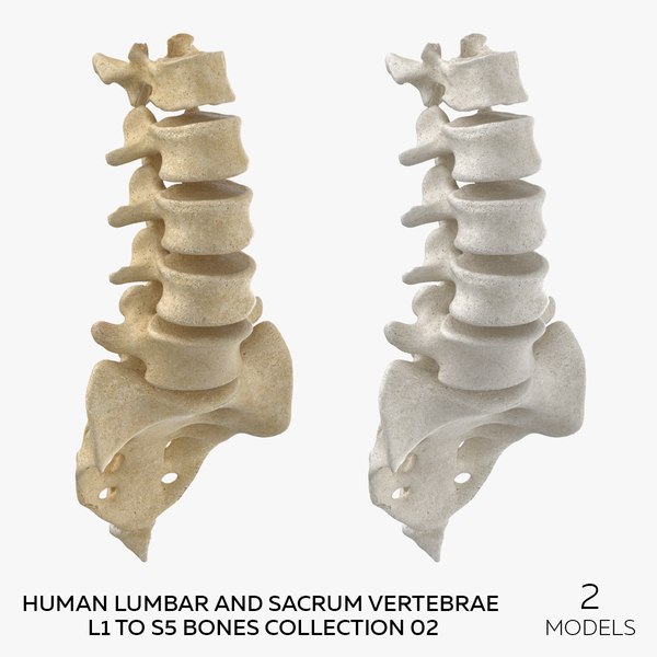3D Sacrum Models | TurboSquid
