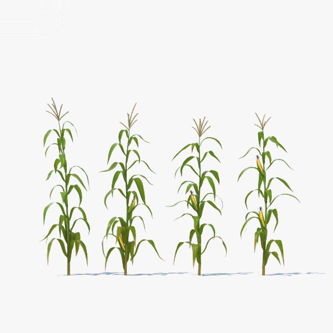 3D Corn Plant - TurboSquid 1465125