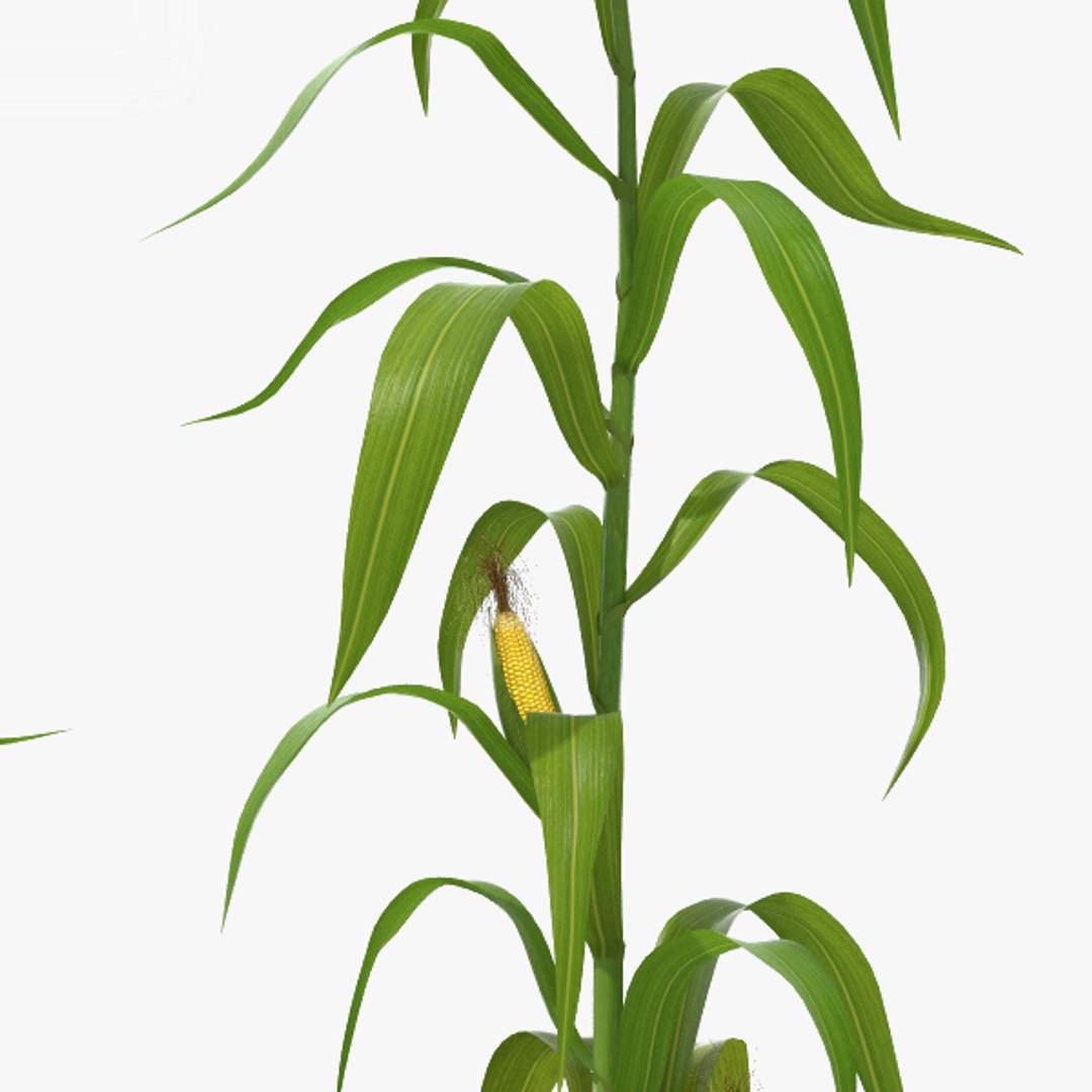 3D Corn Plant - TurboSquid 1465125