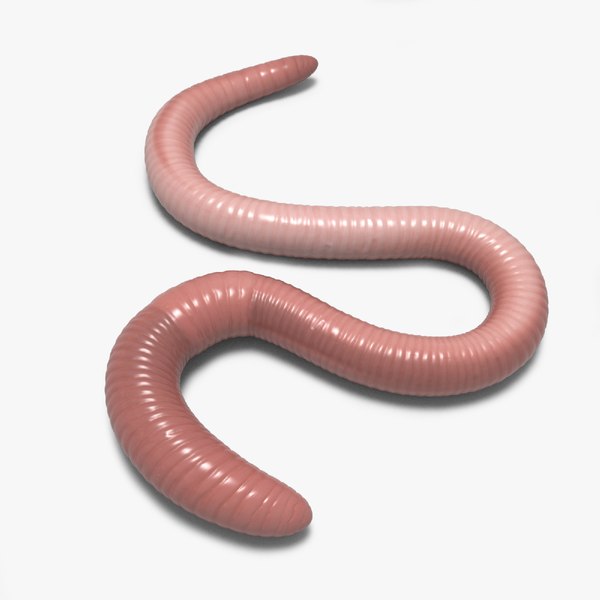 Earthworm 3D model - TurboSquid 1986743