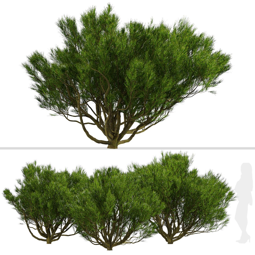 3D Set Of Pinus Mugo Or Bog Pine Tree - 3 Trees Model - TurboSquid 2000323
