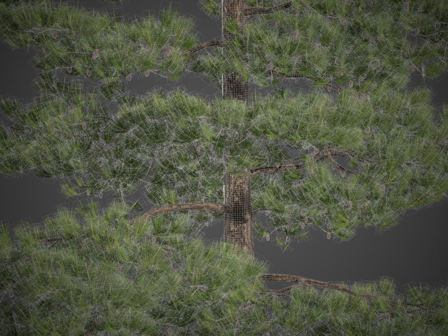 3D Model 2021 PBR Ponderosa Pine Collection - Pinus Ponderosa ...