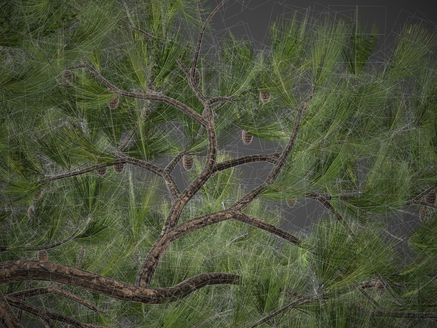 3D Model 2021 PBR Ponderosa Pine Collection - Pinus Ponderosa ...