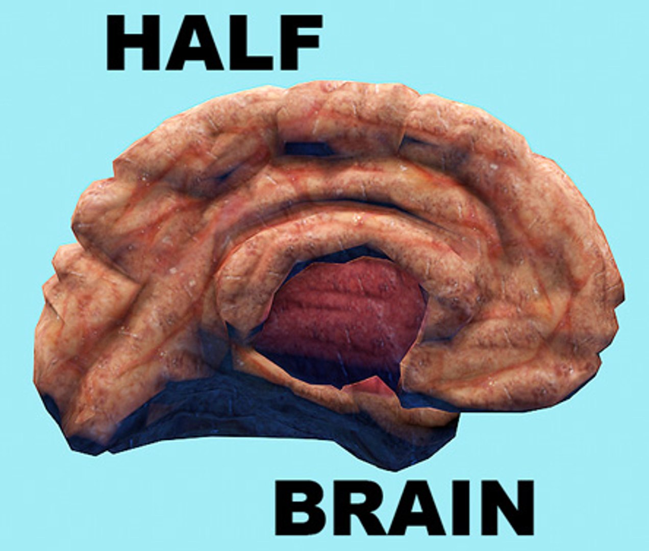 3d Half Brain