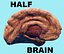3d Half Brain