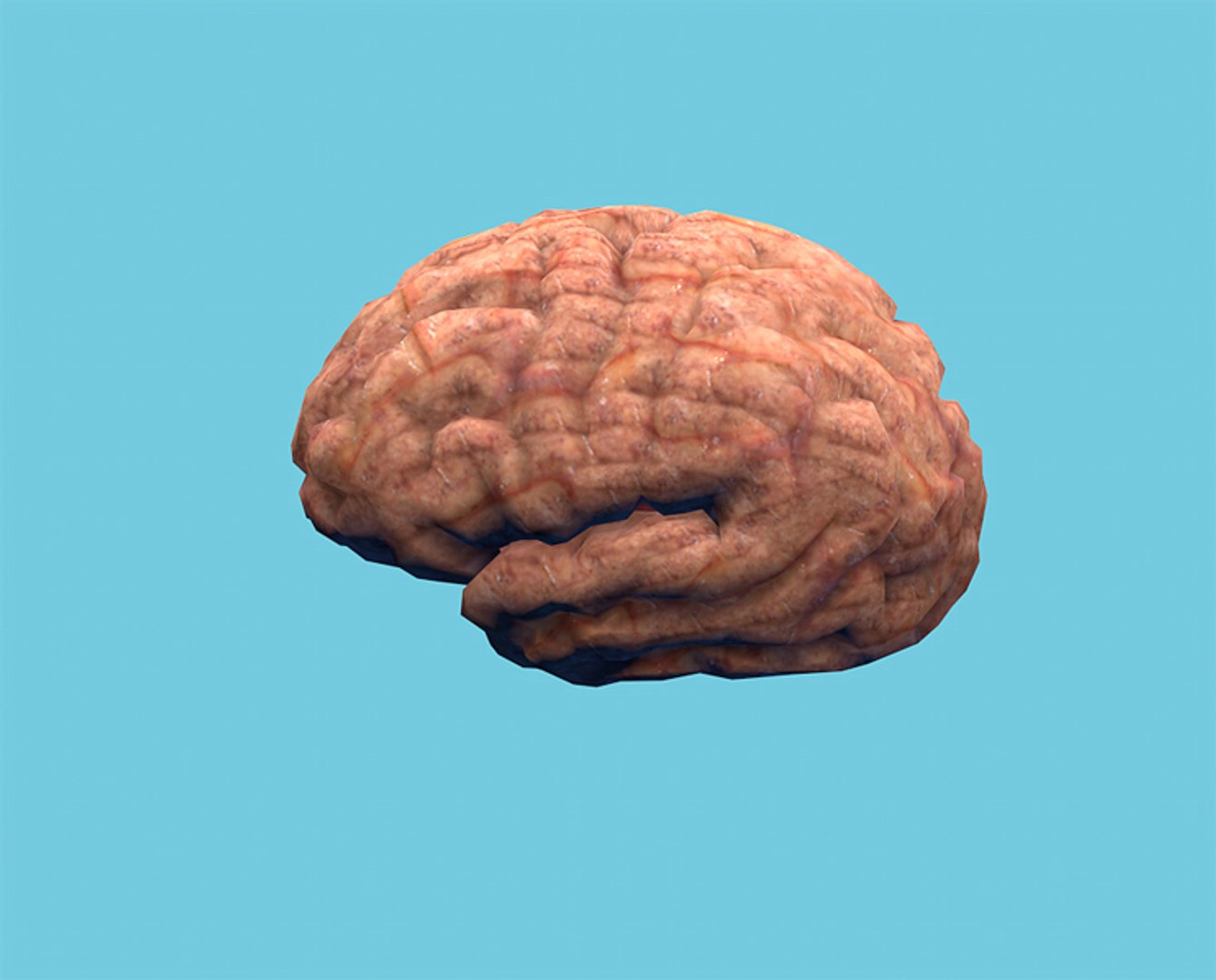 3d Half Brain