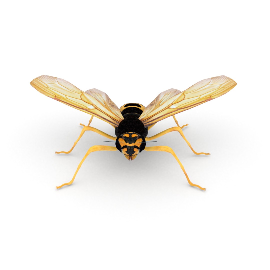 Insect Nature Animal 3D Model - TurboSquid 1335139