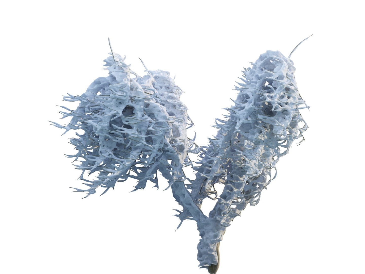 Winter Forest Mega Pack Max