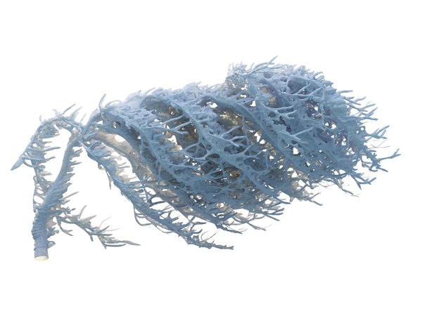 winter forest mega pack max