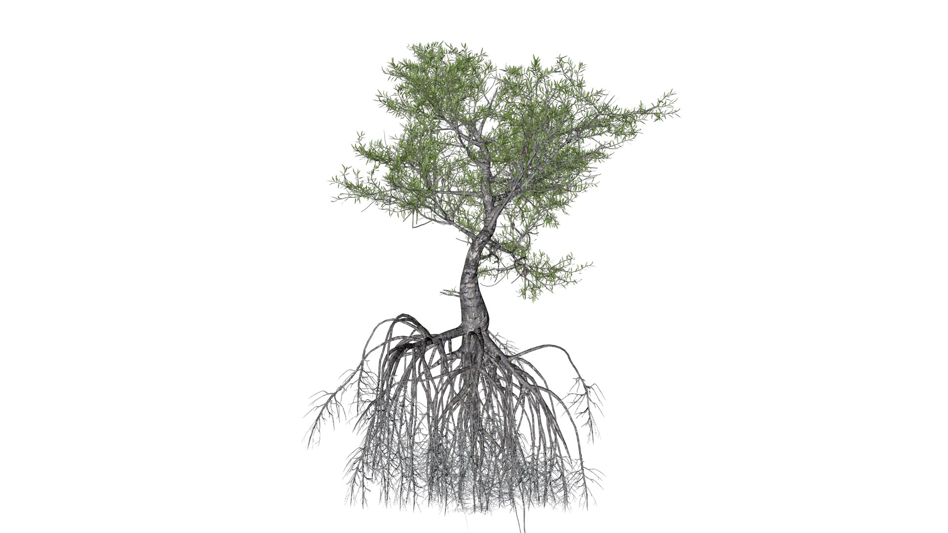 3D Red Mangrove Tree - 06 - Model - TurboSquid 2377705
